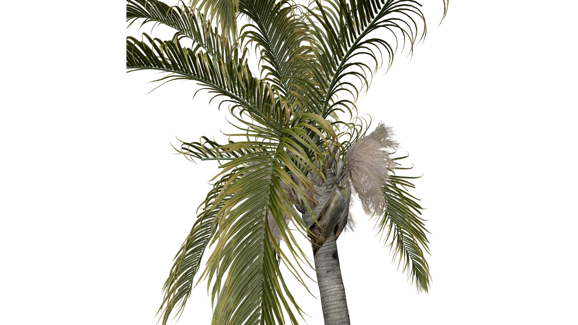 3D Queen Palm Tree - 06 - - TurboSquid 2372023