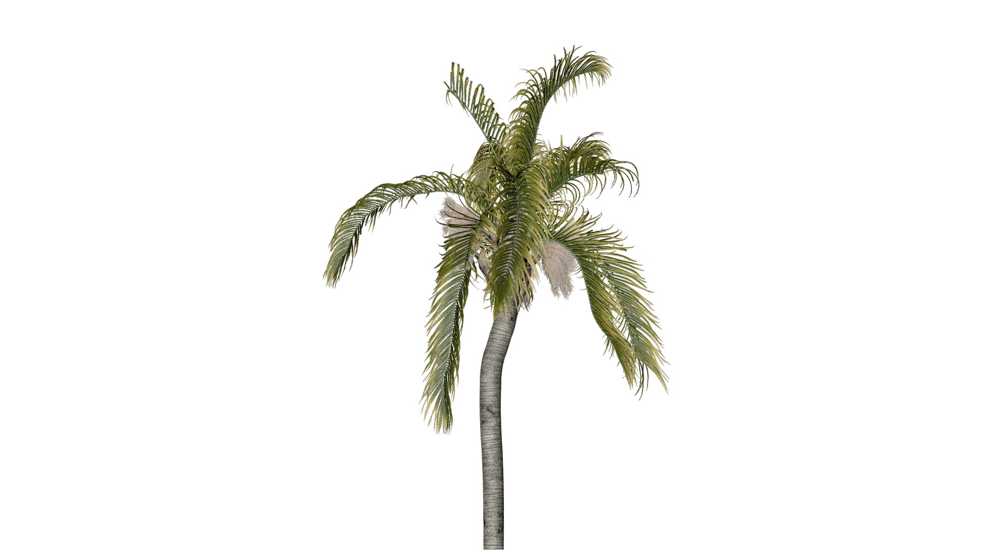 3D Queen Palm Tree - 06 - - TurboSquid 2372023