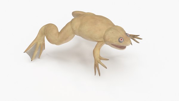modelo 3d Xenopus, sapo africano con garras preparado para maya ...