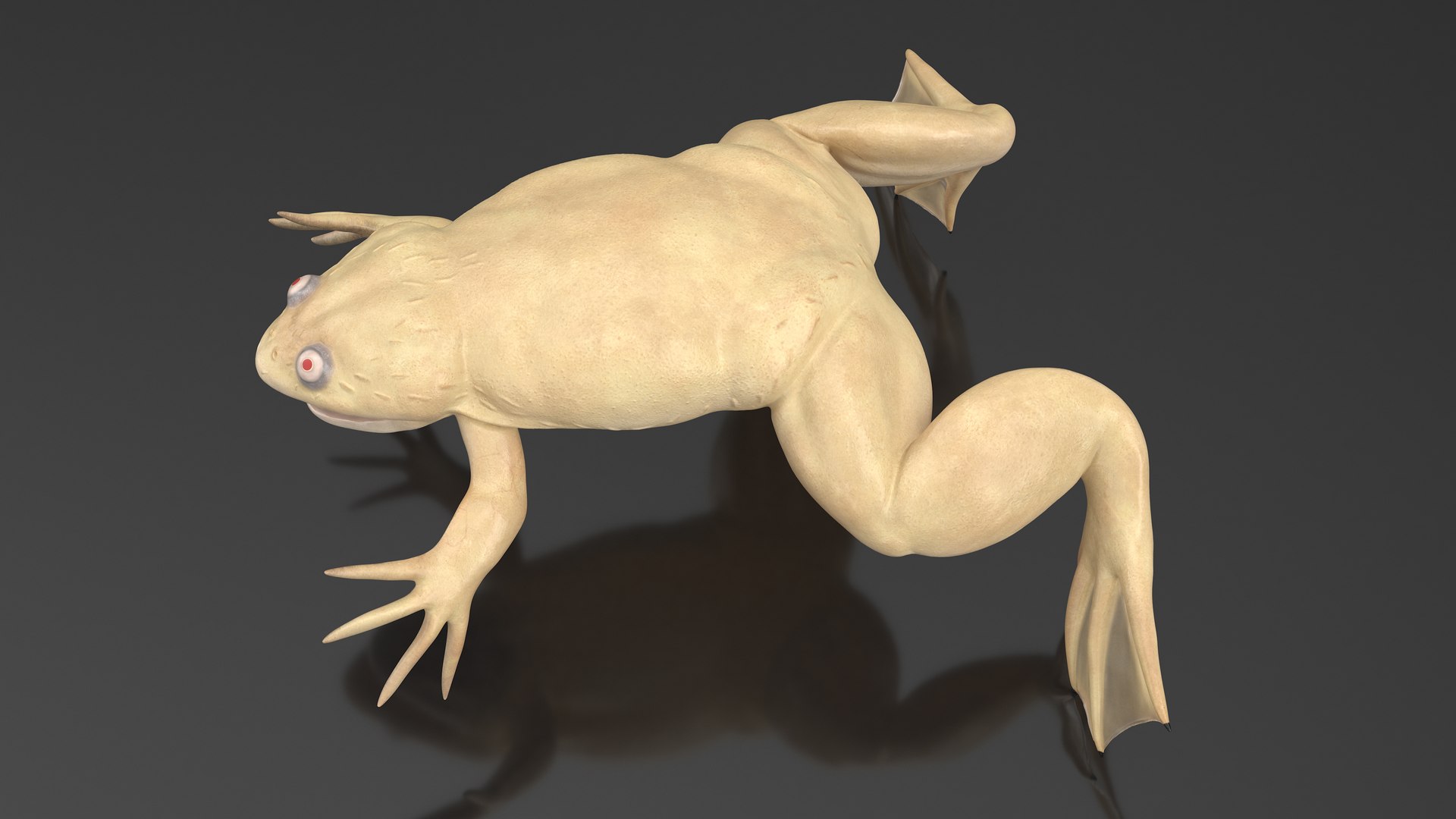 Xenopus African Clawed Toad Rigged For Maya 3D Model - TurboSquid 2140013