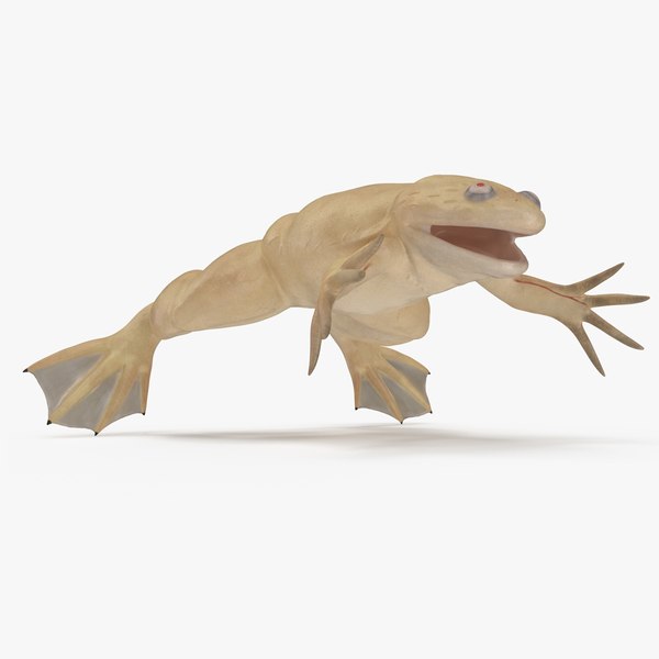 modelo 3d Xenopus, sapo africano con garras preparado para maya ...