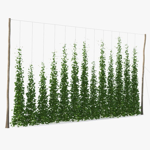 Green growing hops plant 3D model - TurboSquid 1441054