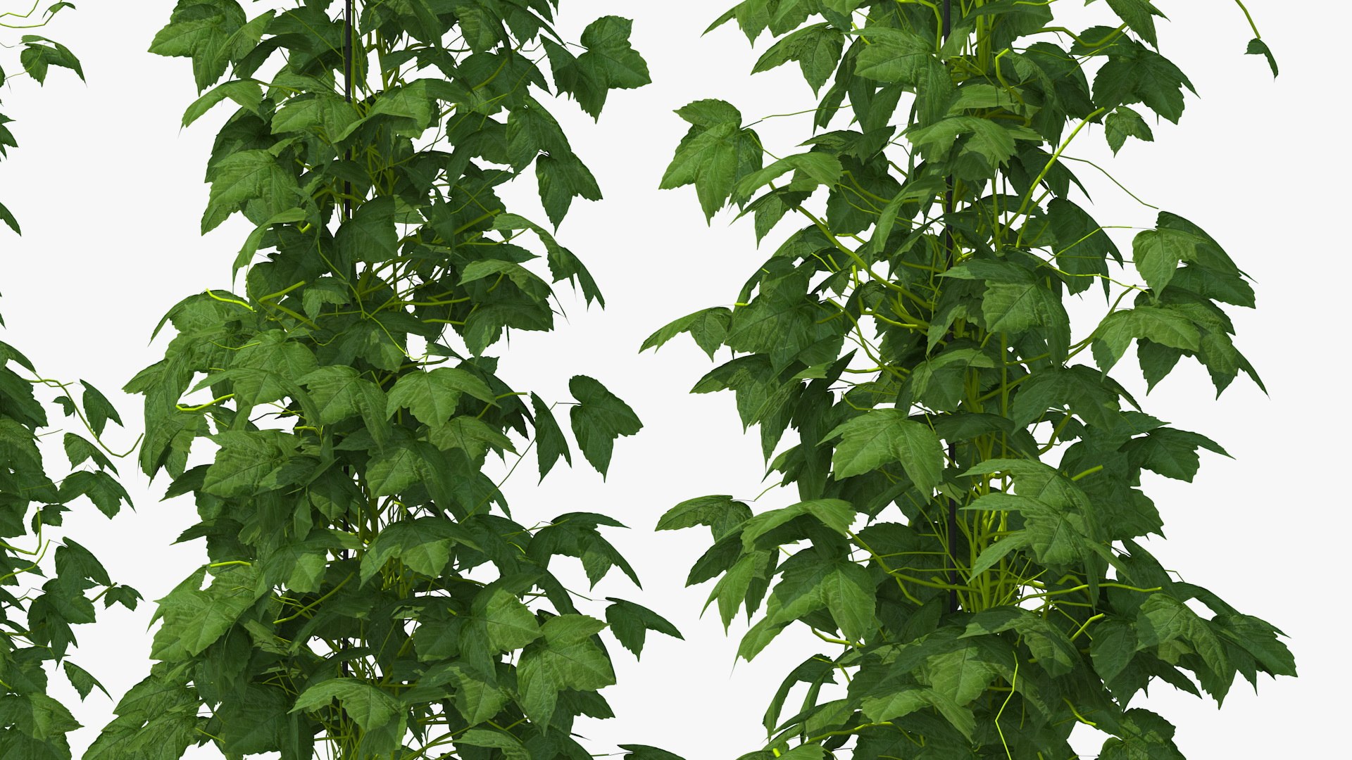 3D Growing Green Hops Plantation - TurboSquid 1442842