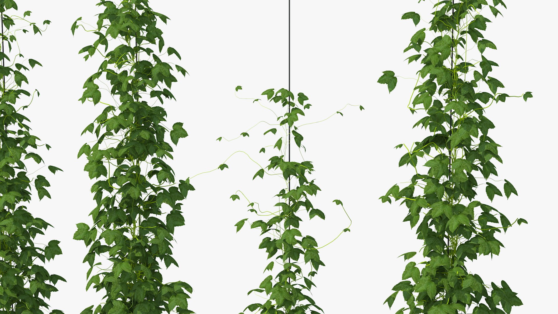 3D Growing Green Hops Plantation - TurboSquid 1442842