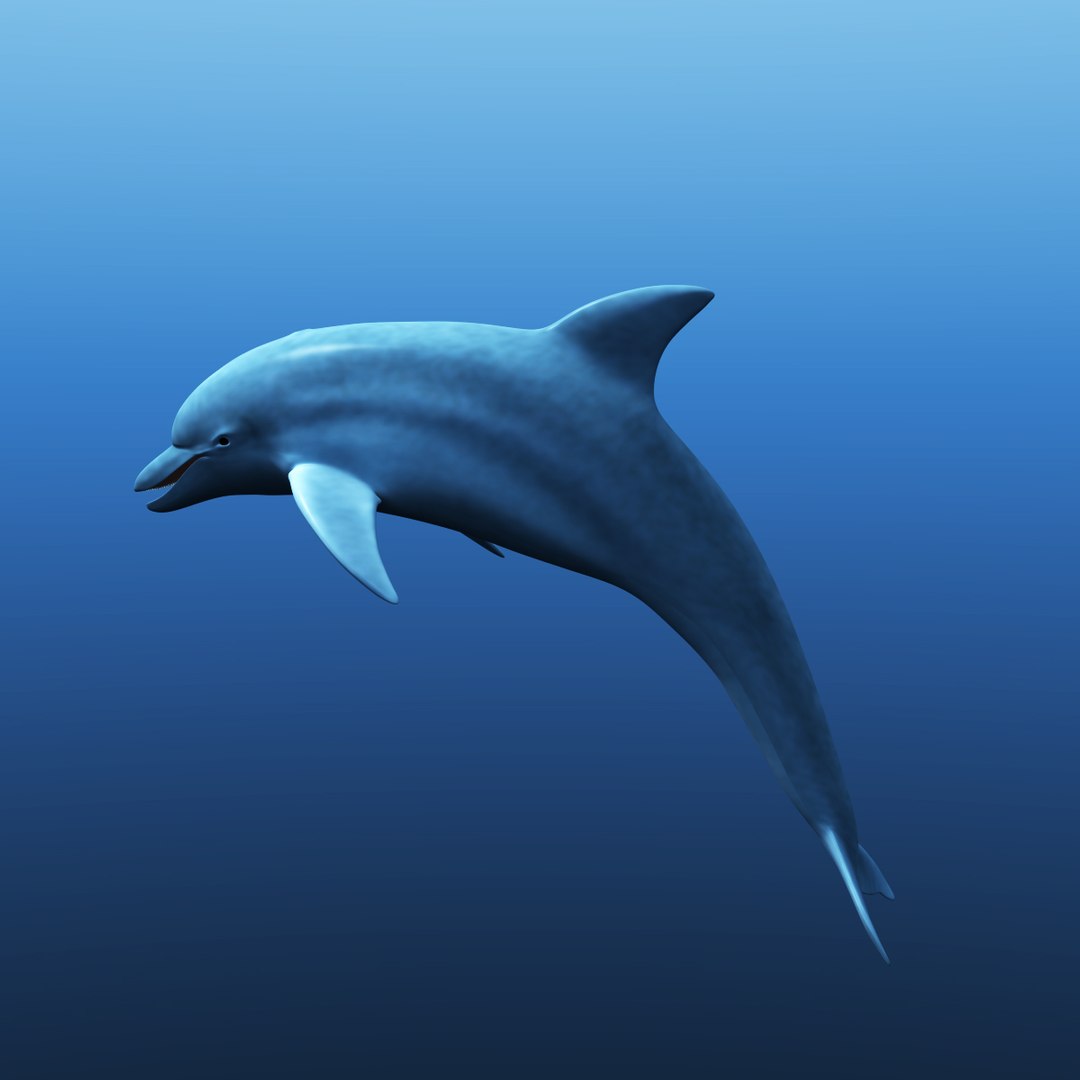 Dolphins Model