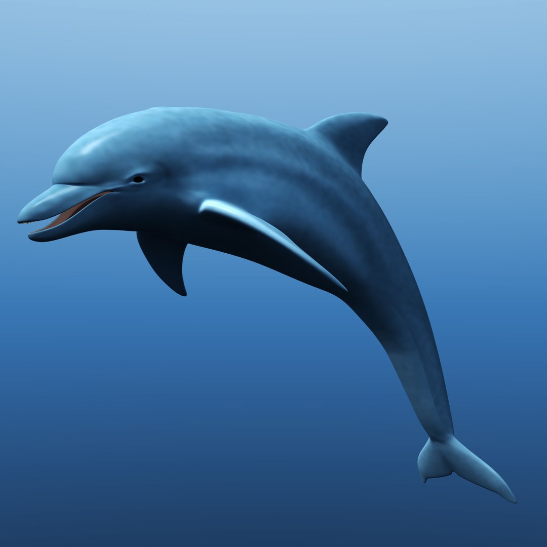 Dolphins Model