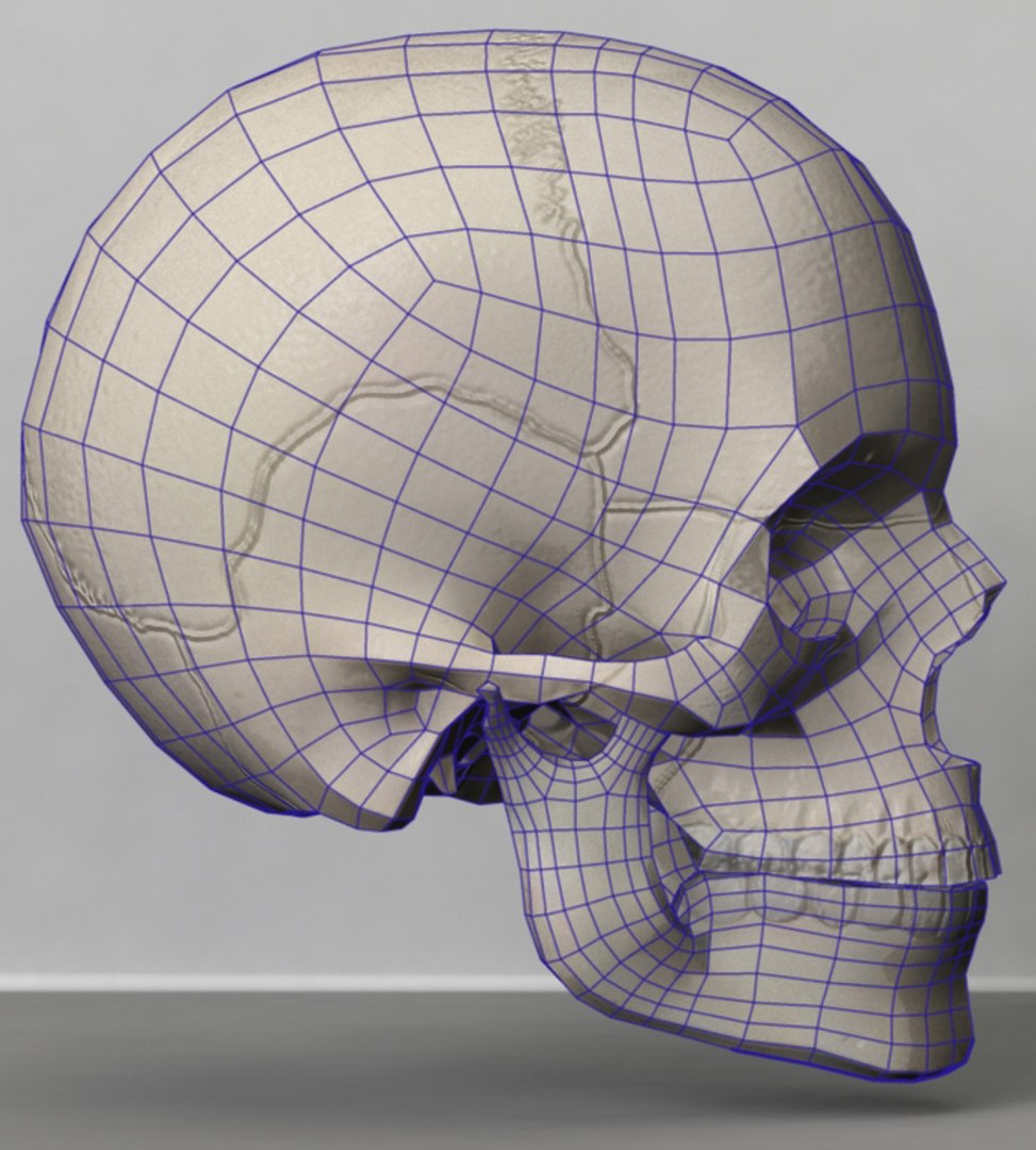 3d model skull zbrush