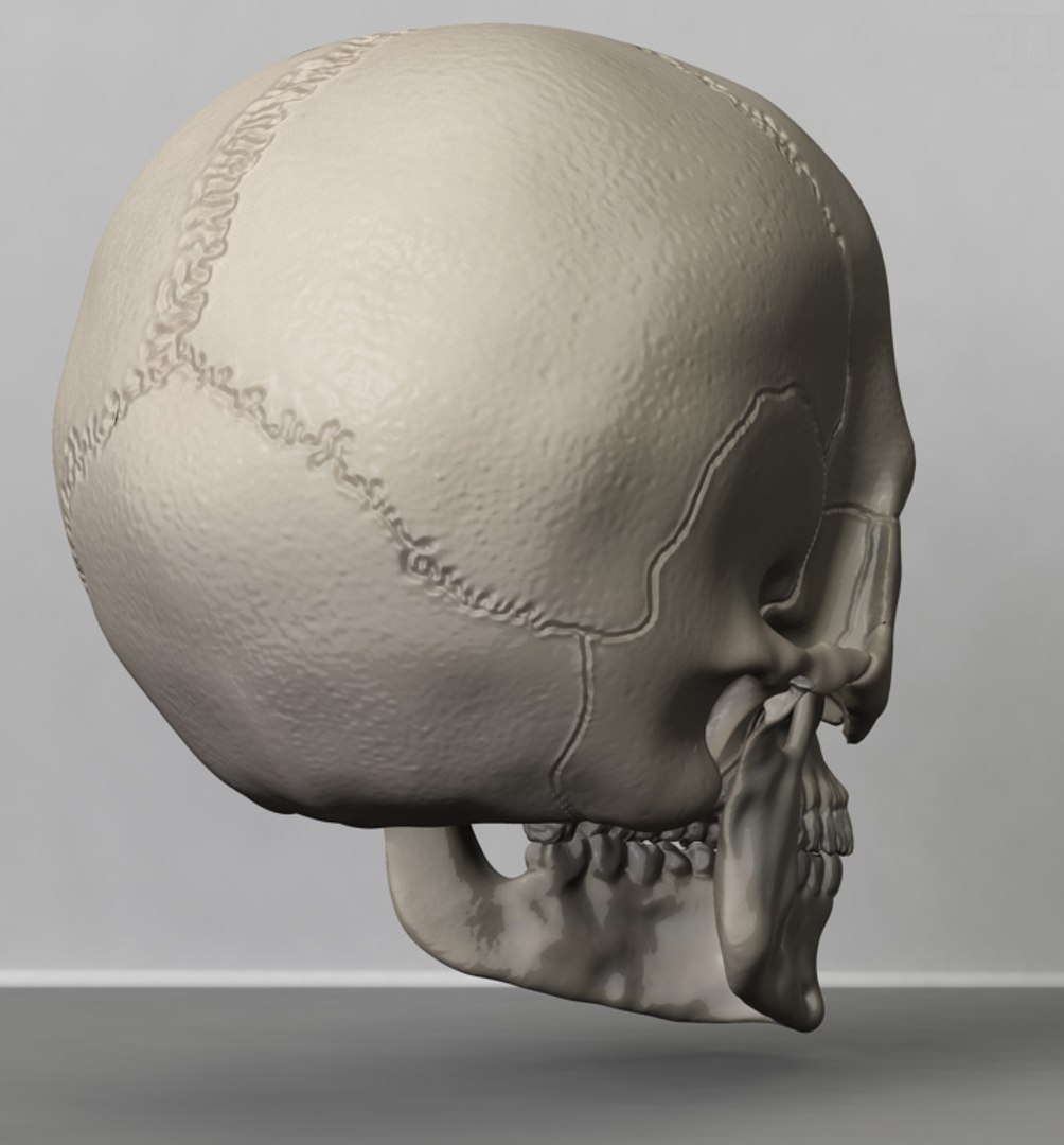 3d model skull zbrush