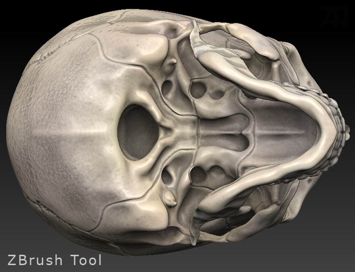 3d model skull zbrush