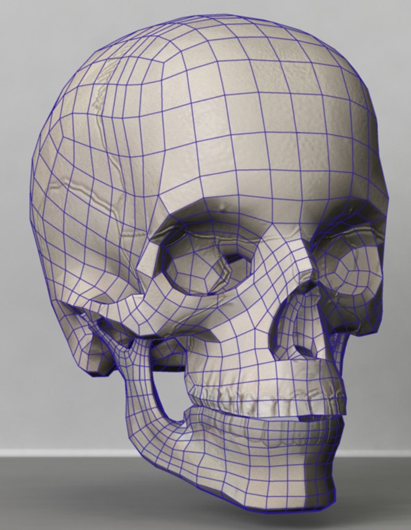 3d model skull zbrush