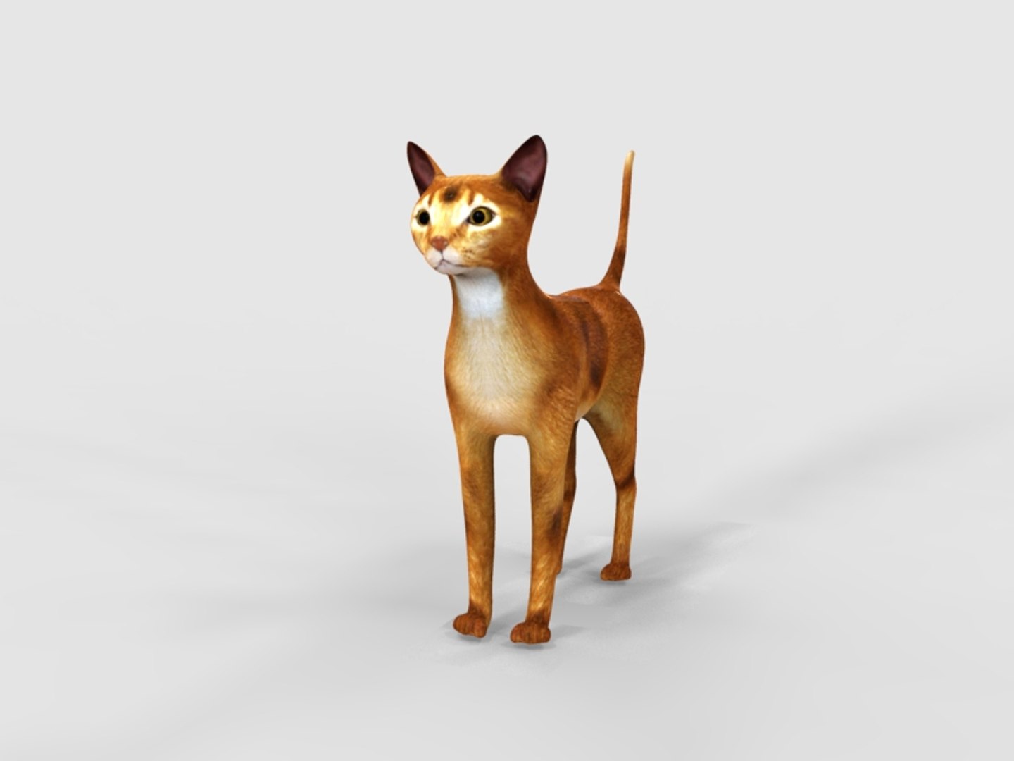 Cats Feline 3d Model