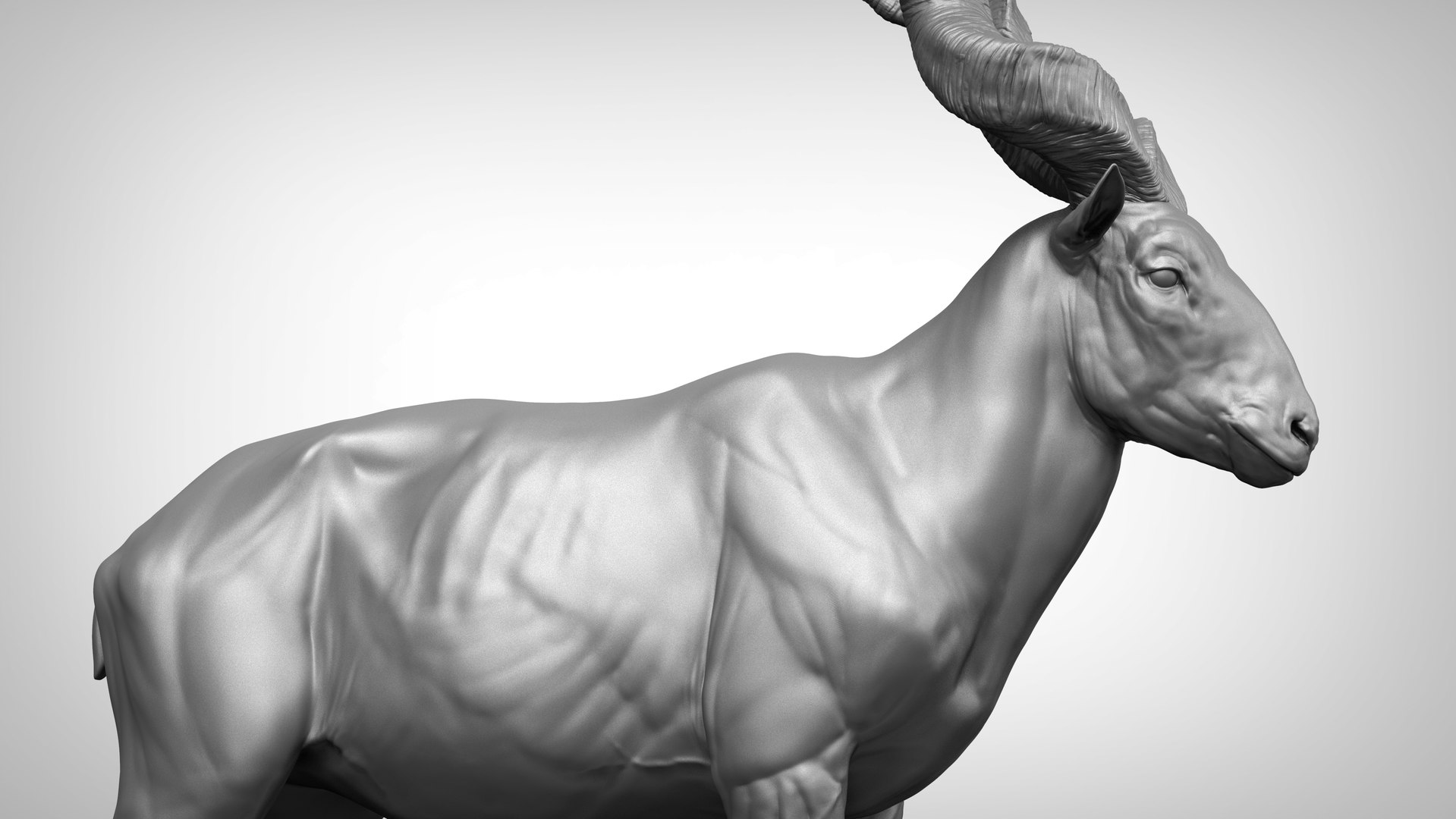 3D Markhor Capra Falconeri - TurboSquid 1640484