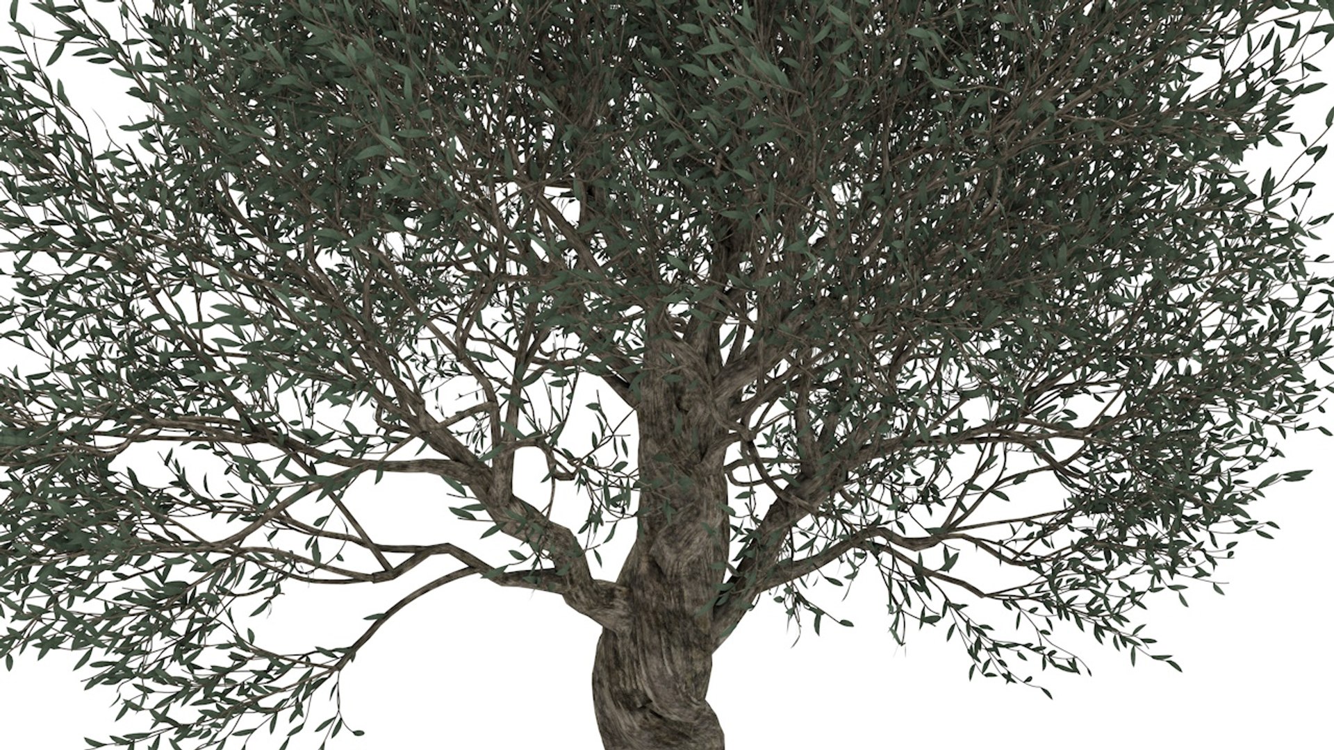 3D model olive tree - TurboSquid 1397380