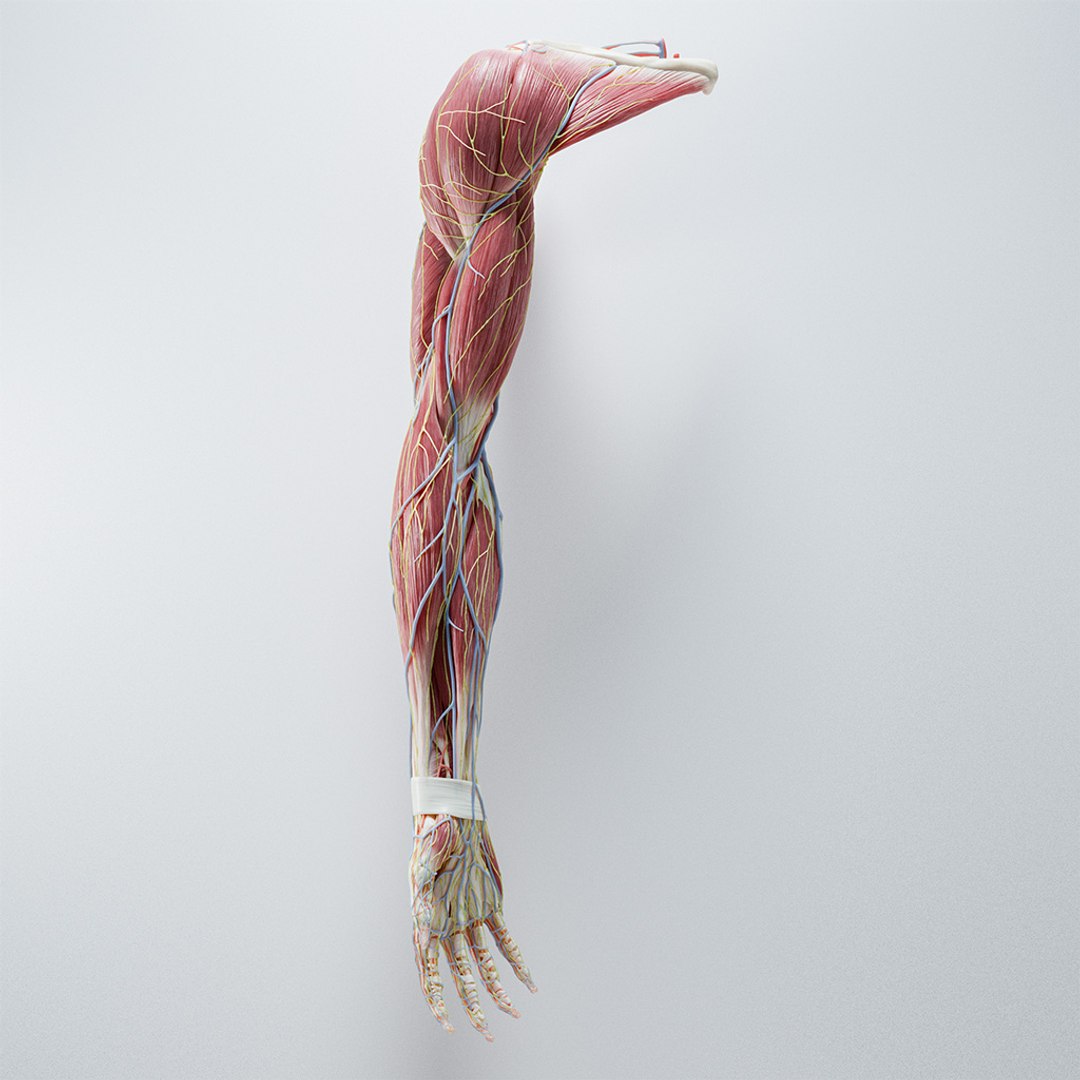 3D Anatomy of the Upper Limb UDIM - TurboSquid 1945725