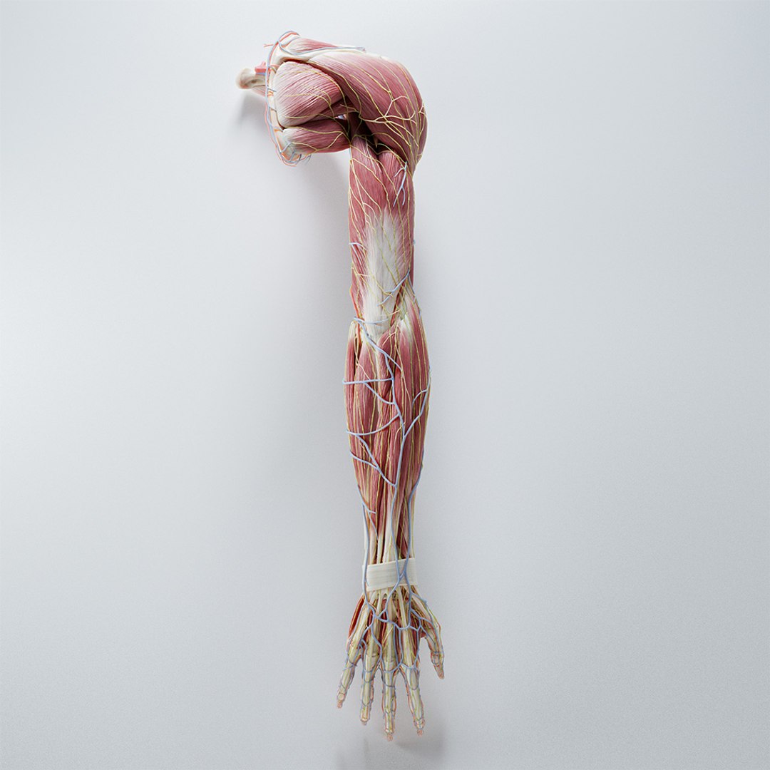 3D Anatomy of the Upper Limb UDIM - TurboSquid 1945725