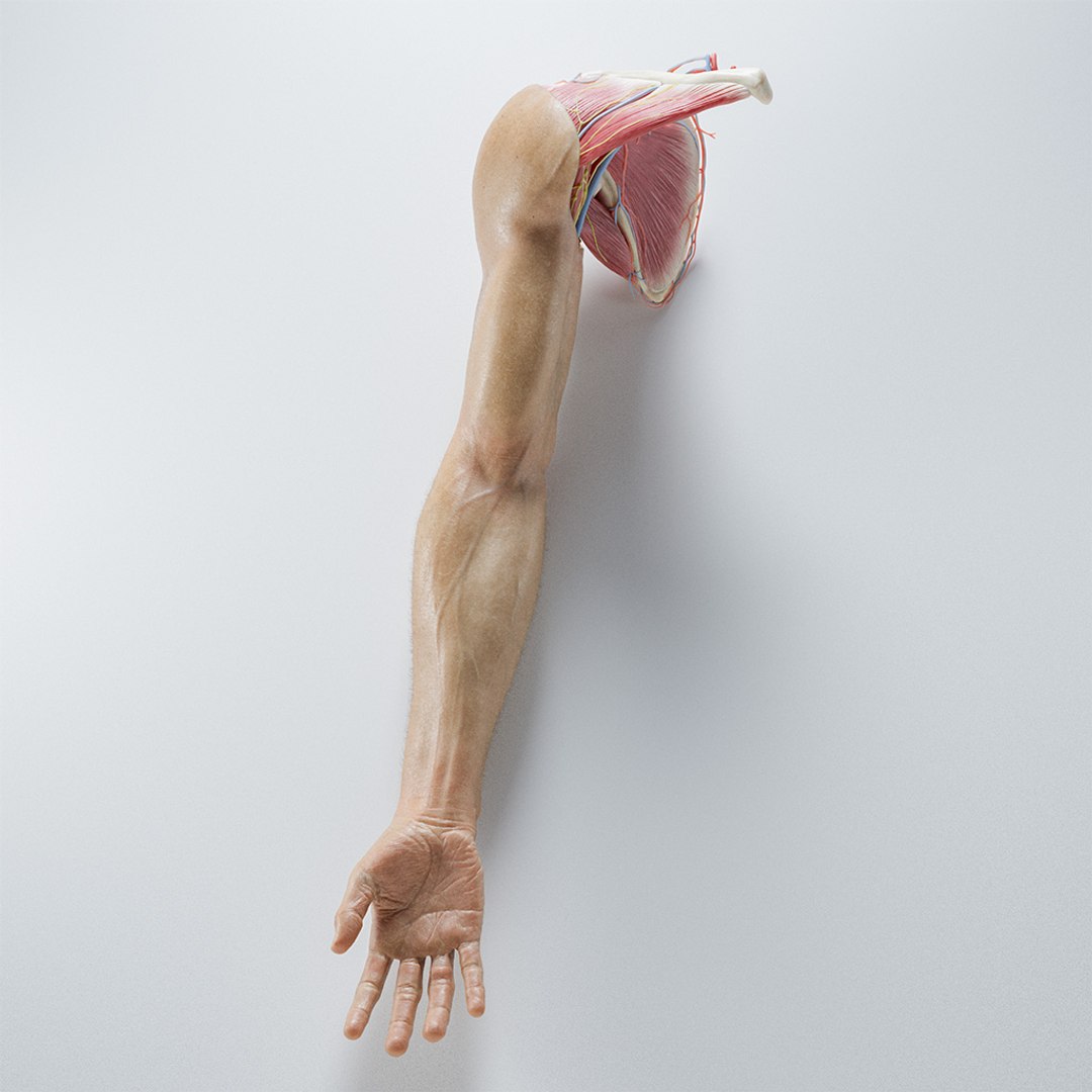 3D Anatomy of the Upper Limb UDIM - TurboSquid 1945725