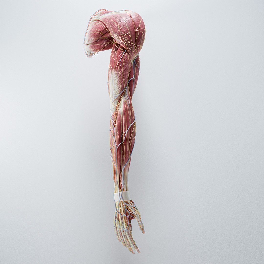 3D Anatomy of the Upper Limb UDIM - TurboSquid 1945725