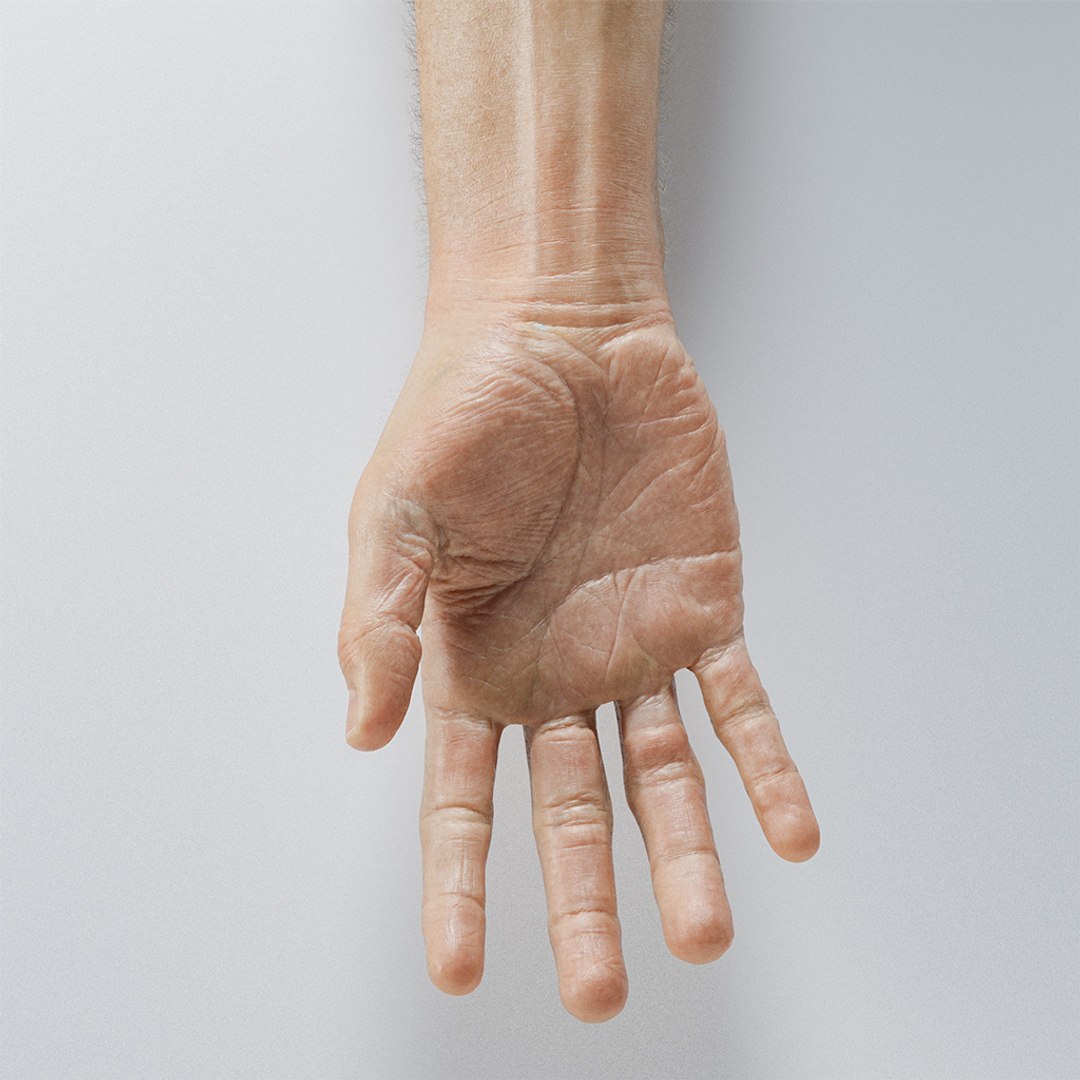 3D Anatomy of the Upper Limb UDIM - TurboSquid 1945725