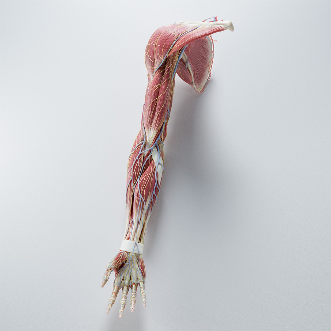 3D Anatomy of the Upper Limb UDIM - TurboSquid 1945725