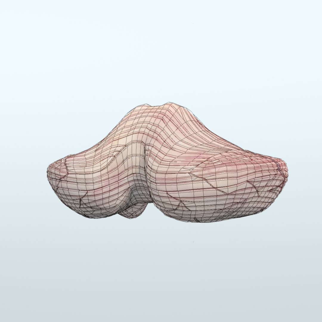 3d Model Human Brain Anatomy
