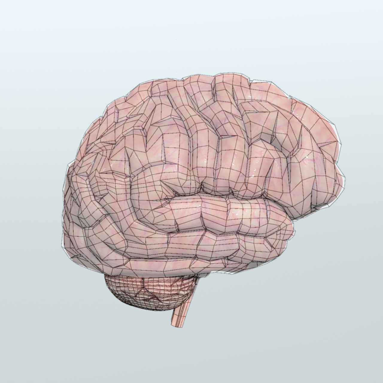 3d model human brain anatomy