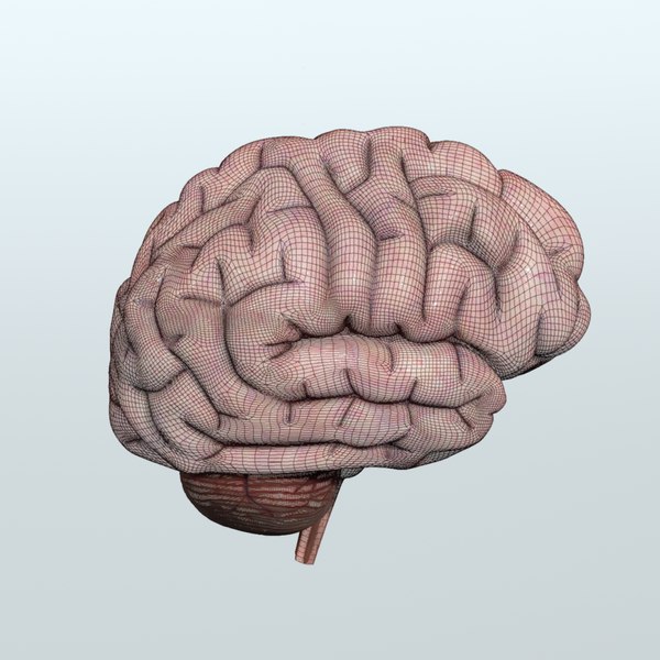 3d model human brain anatomy