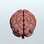 3d Model Human Brain Anatomy