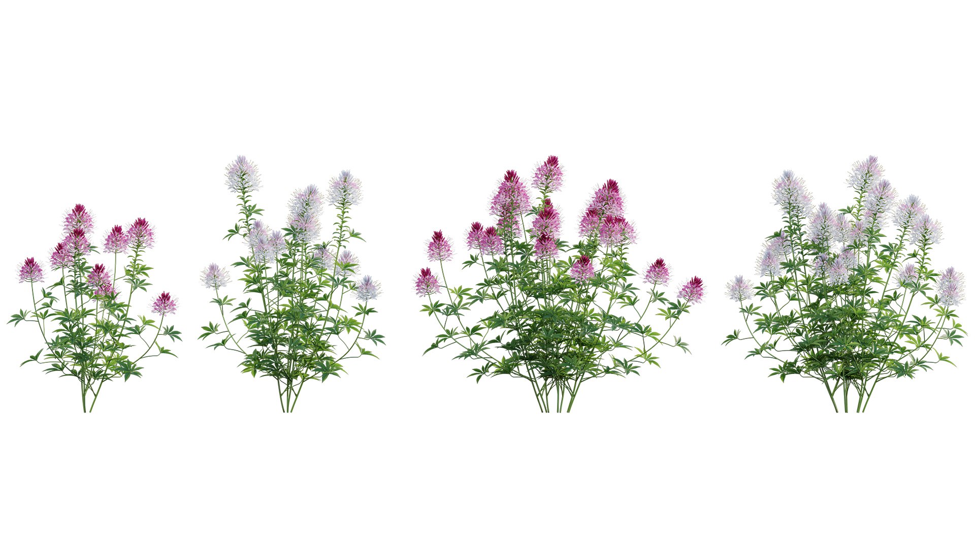 Cleome hassleriana Sparkler Blush - Spider Flower 3D model 3D model ...