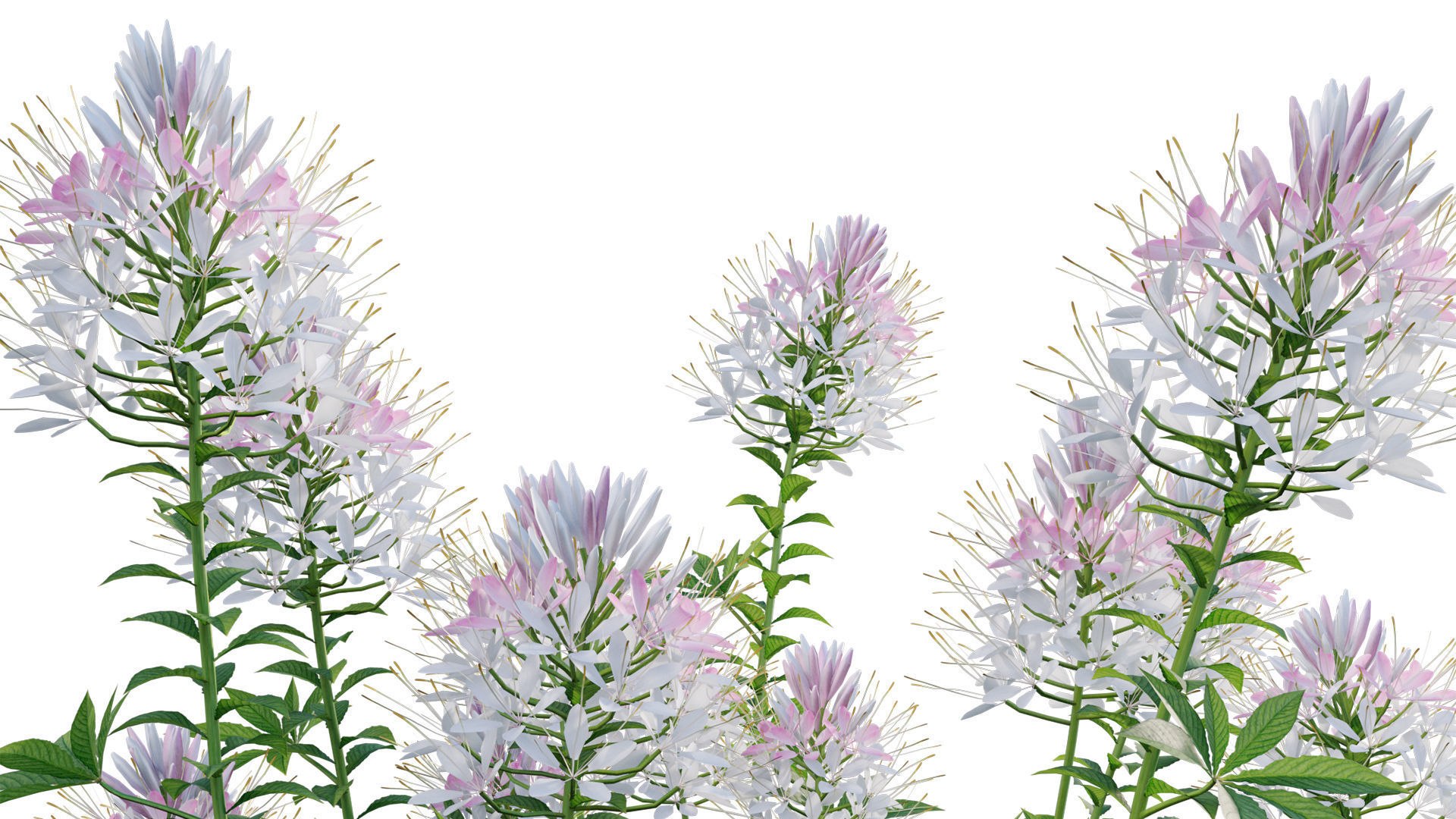 Cleome hassleriana Sparkler Blush - Spider Flower 3D model 3D model ...