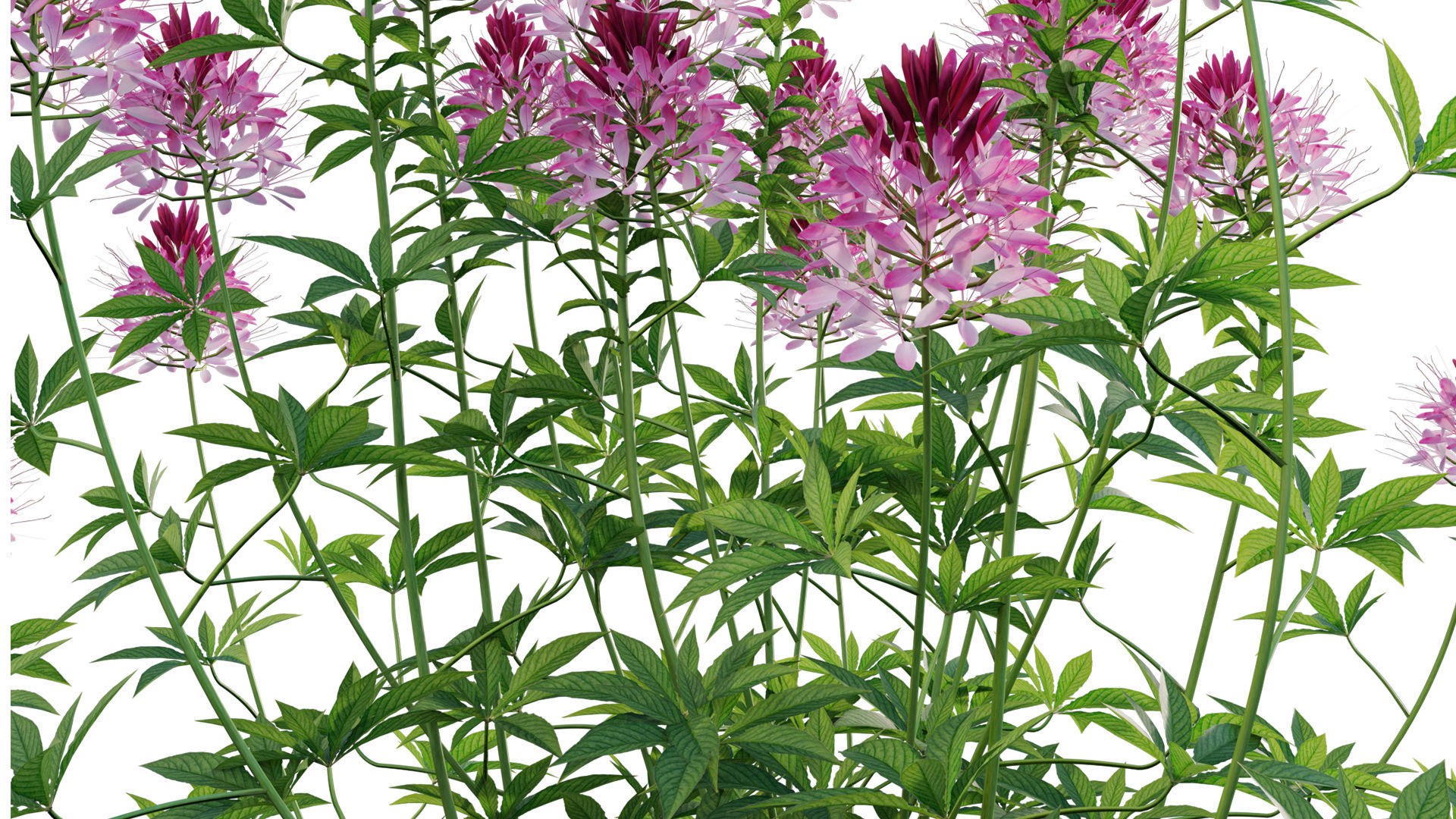 Cleome hassleriana Sparkler Blush - Spider Flower 3D model 3D model ...