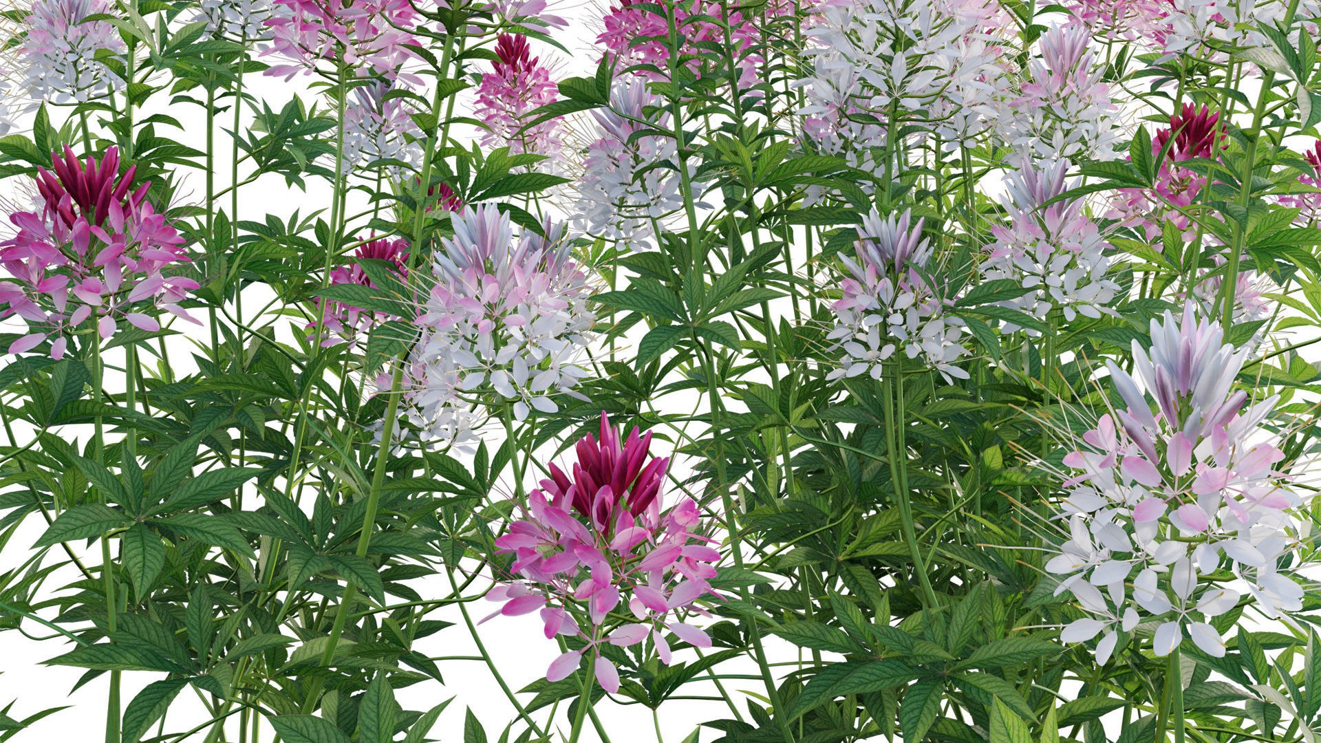 Cleome hassleriana Sparkler Blush - Spider Flower 3D model 3D model ...