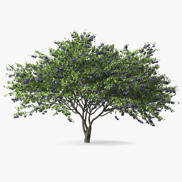 Plum Tree 3D Models for Download | TurboSquid