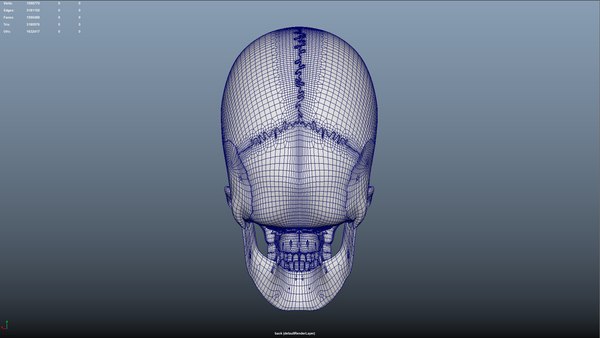 Human Skull Anatomy model - TurboSquid 1875494