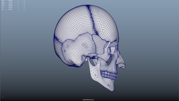 Human Skull Anatomy model - TurboSquid 1875494