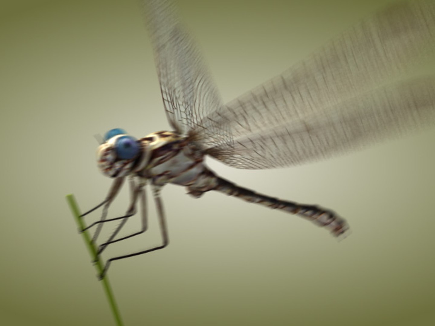 3d dragonfly wings