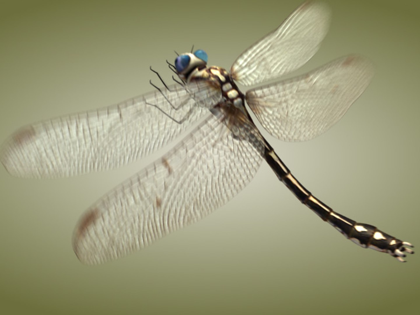 3d dragonfly wings