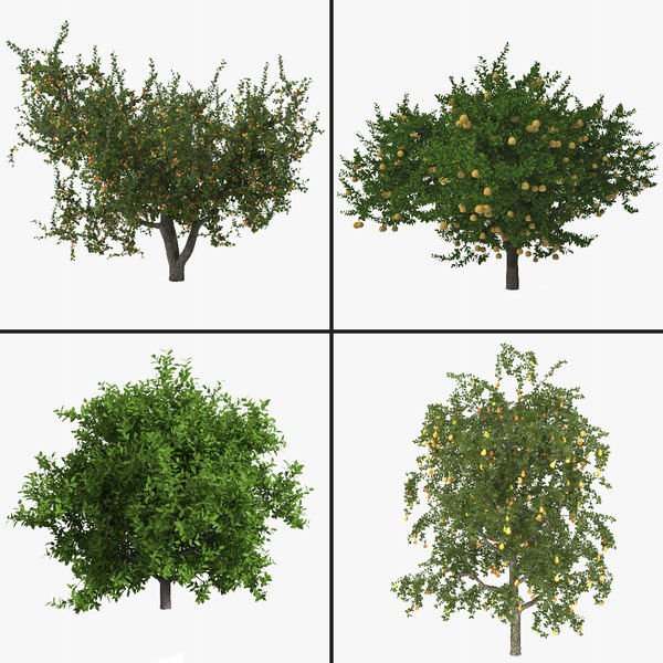 Lime Tree 3D Models for Download | TurboSquid