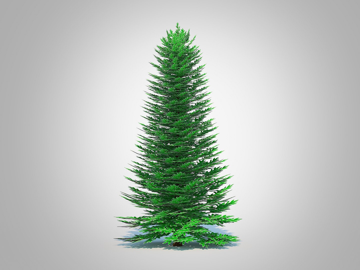 3D Abies Concolor - Silver Fir - Large Model - TurboSquid 2325594