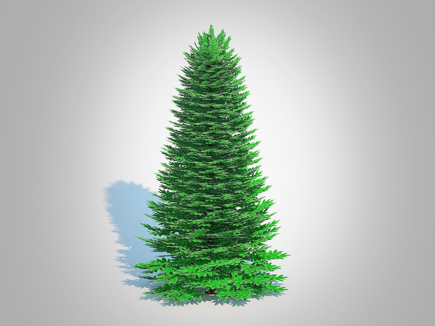 3D Abies Concolor - Silver Fir - Large Model - TurboSquid 2325594
