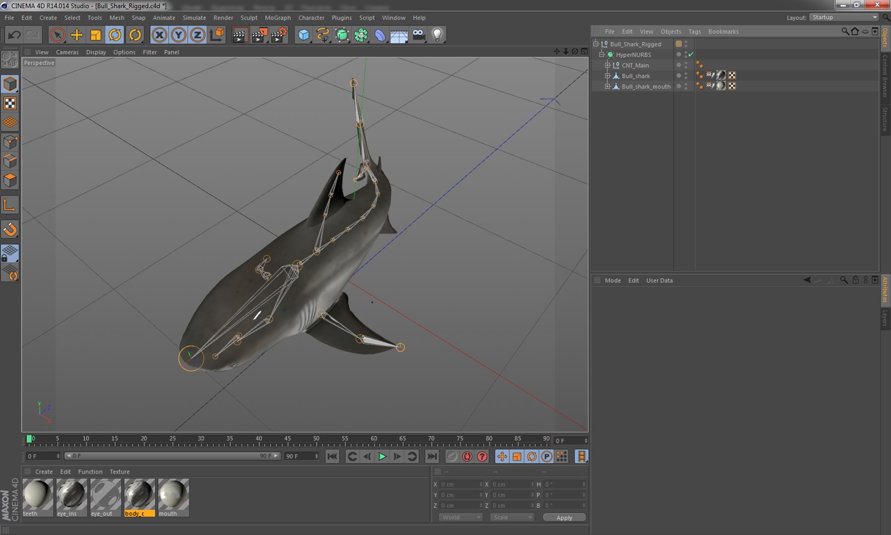 3d Model Of Bull Shark Rigged