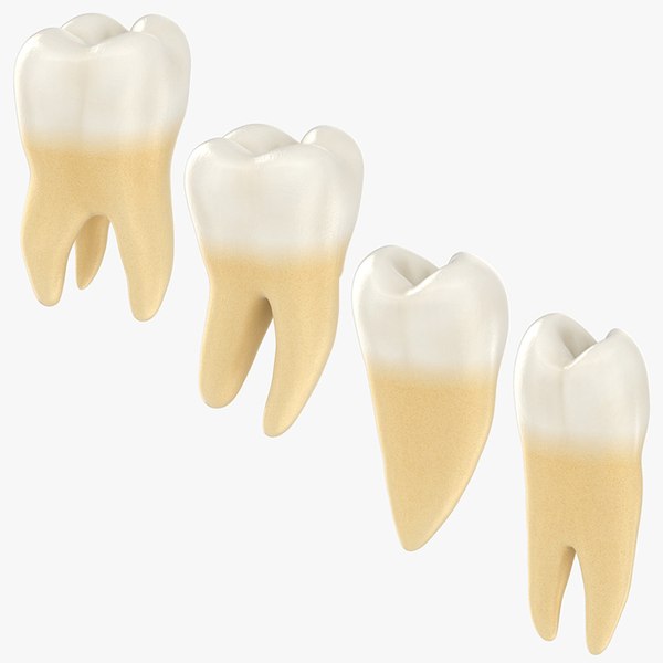 tooth lower molar wisdom 3d model