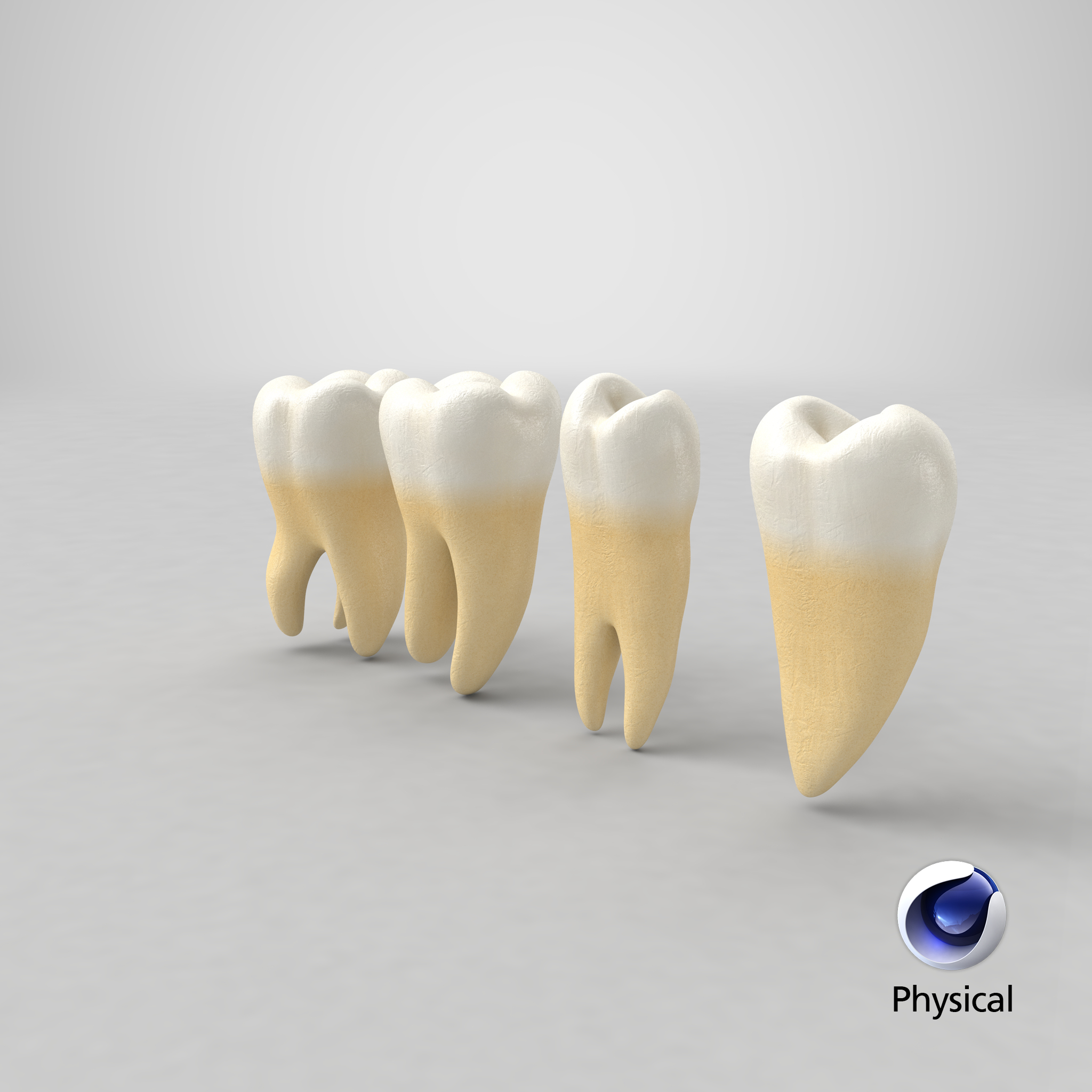 Realistic teeth model - TurboSquid 1628350