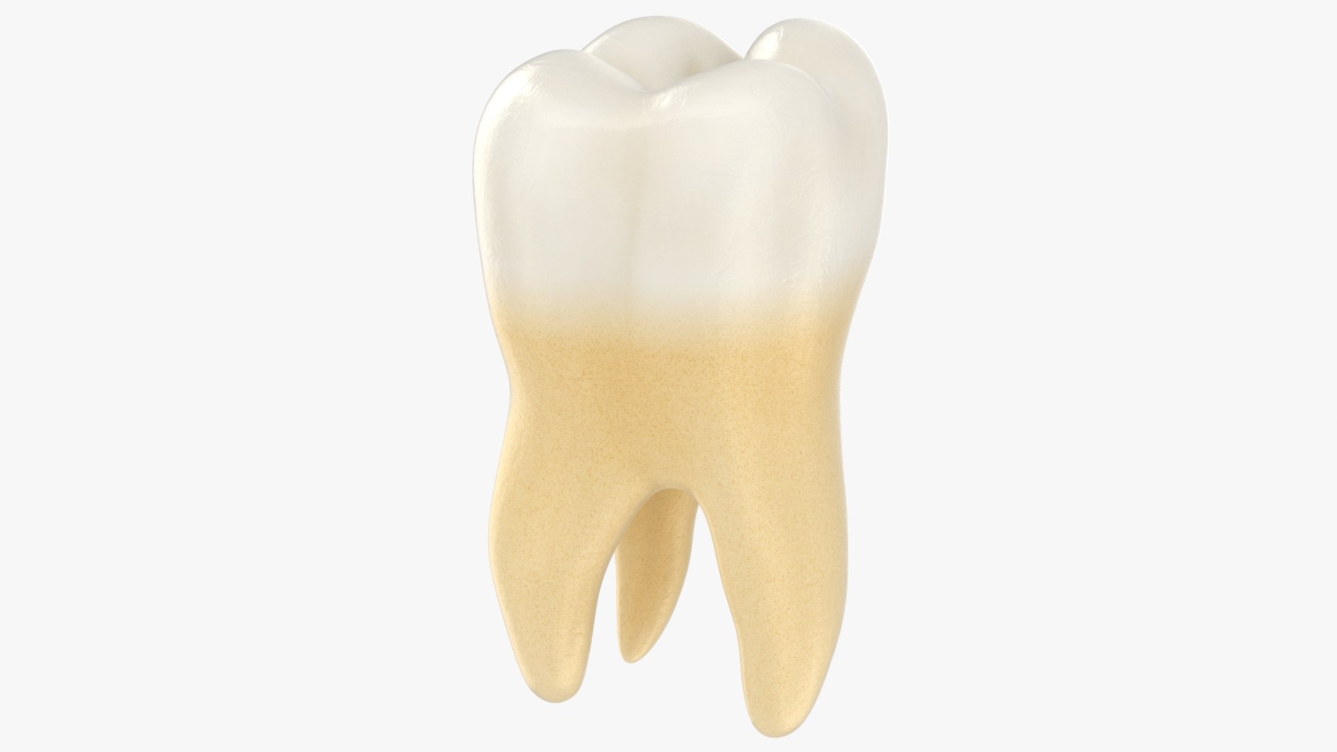 Realistic teeth model - TurboSquid 1628350