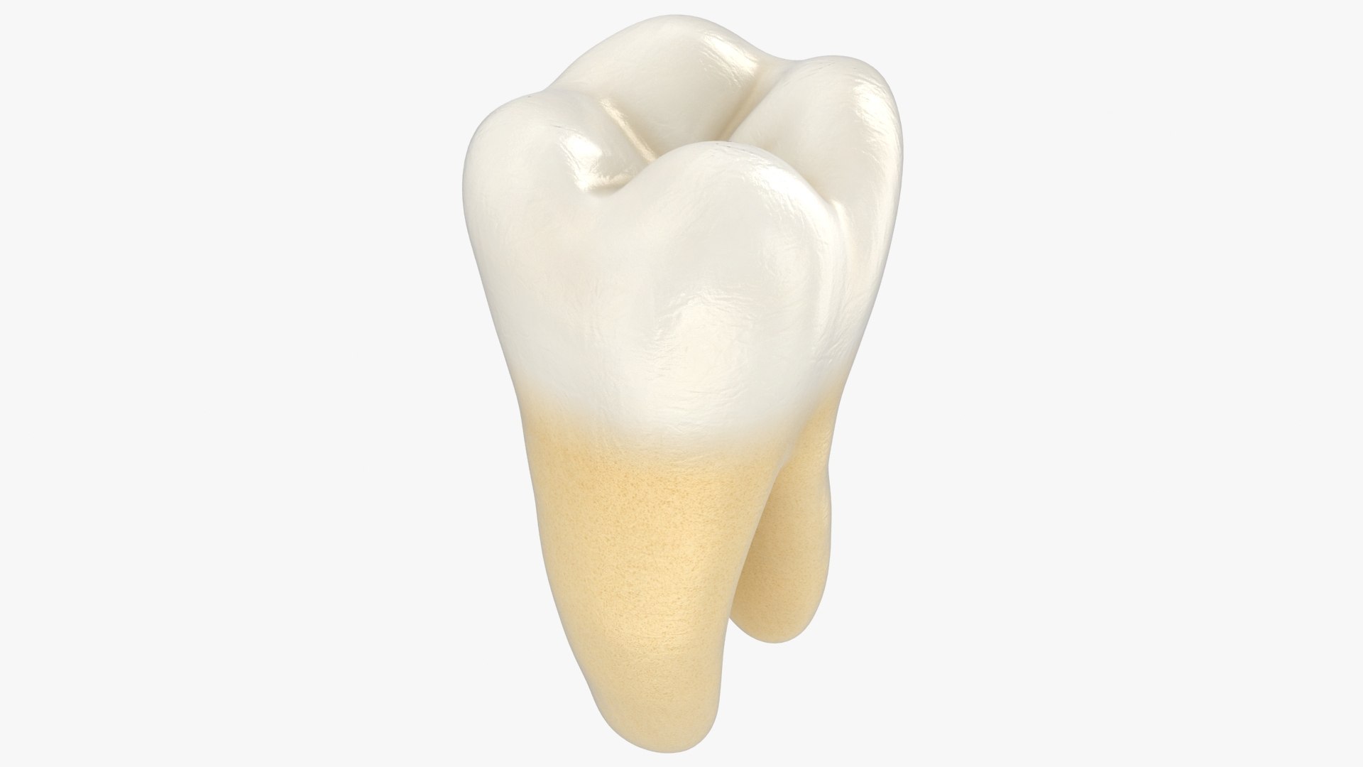 Realistic teeth model - TurboSquid 1628350