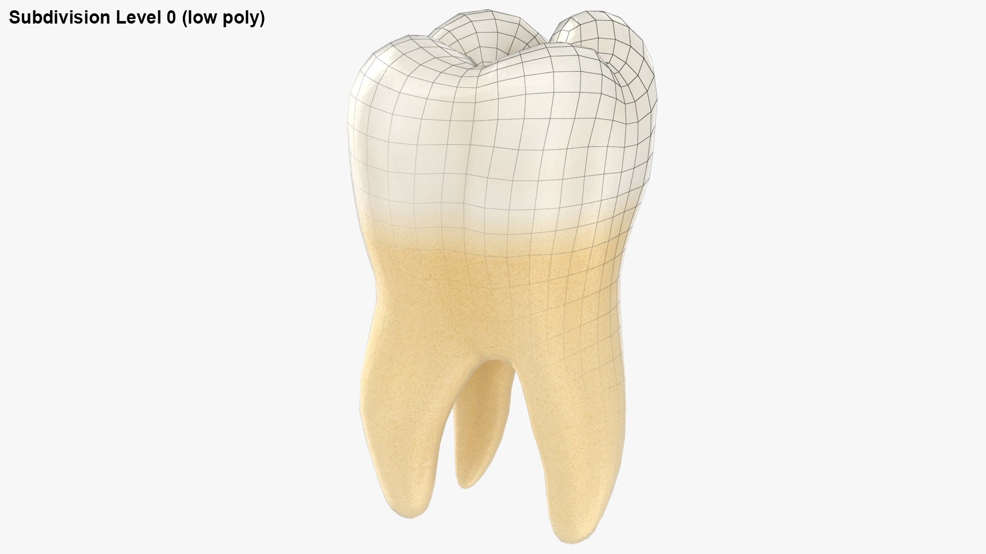 Realistic teeth model - TurboSquid 1628350