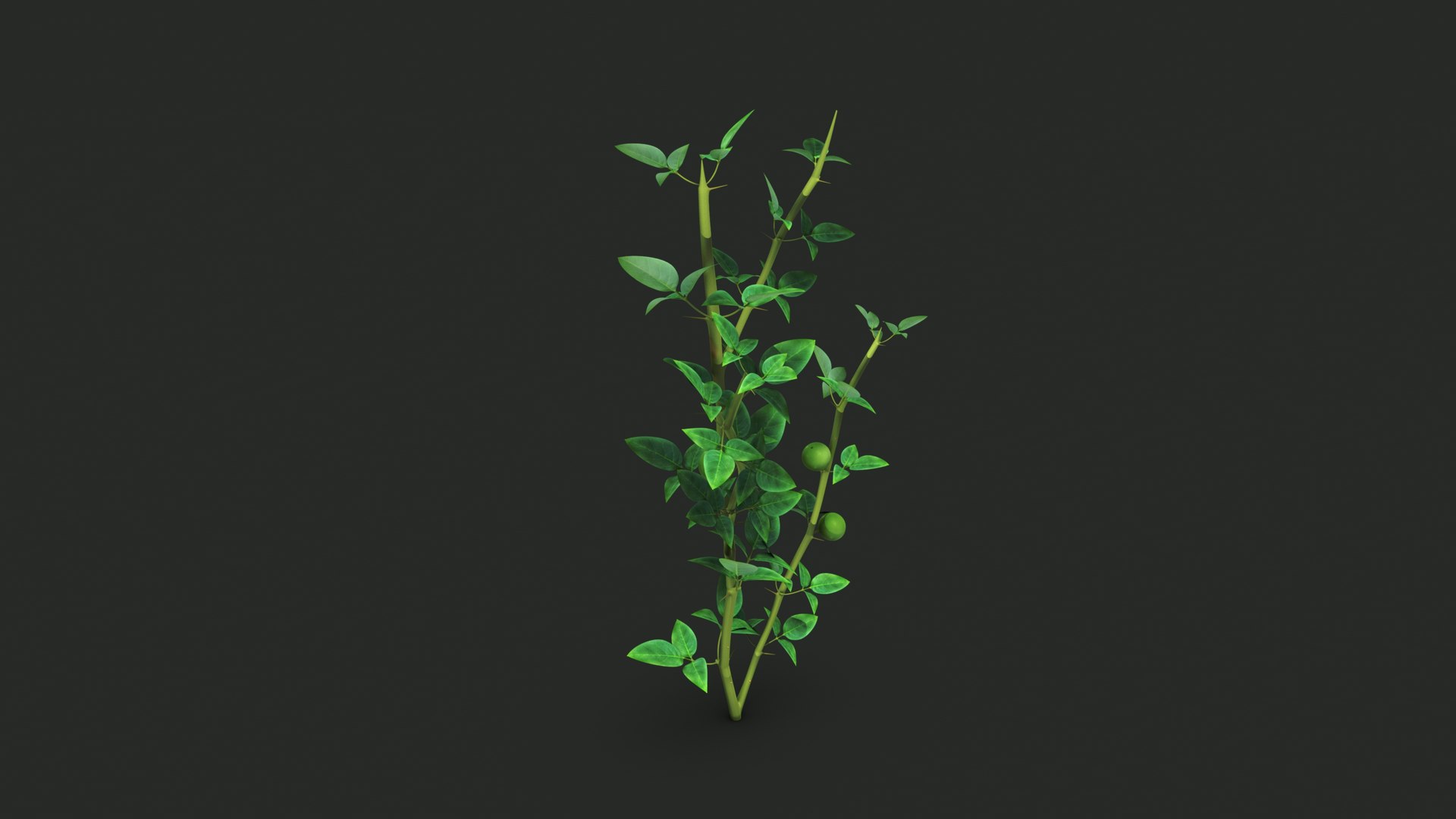 Indian Bael Plant 3D - TurboSquid 1790796