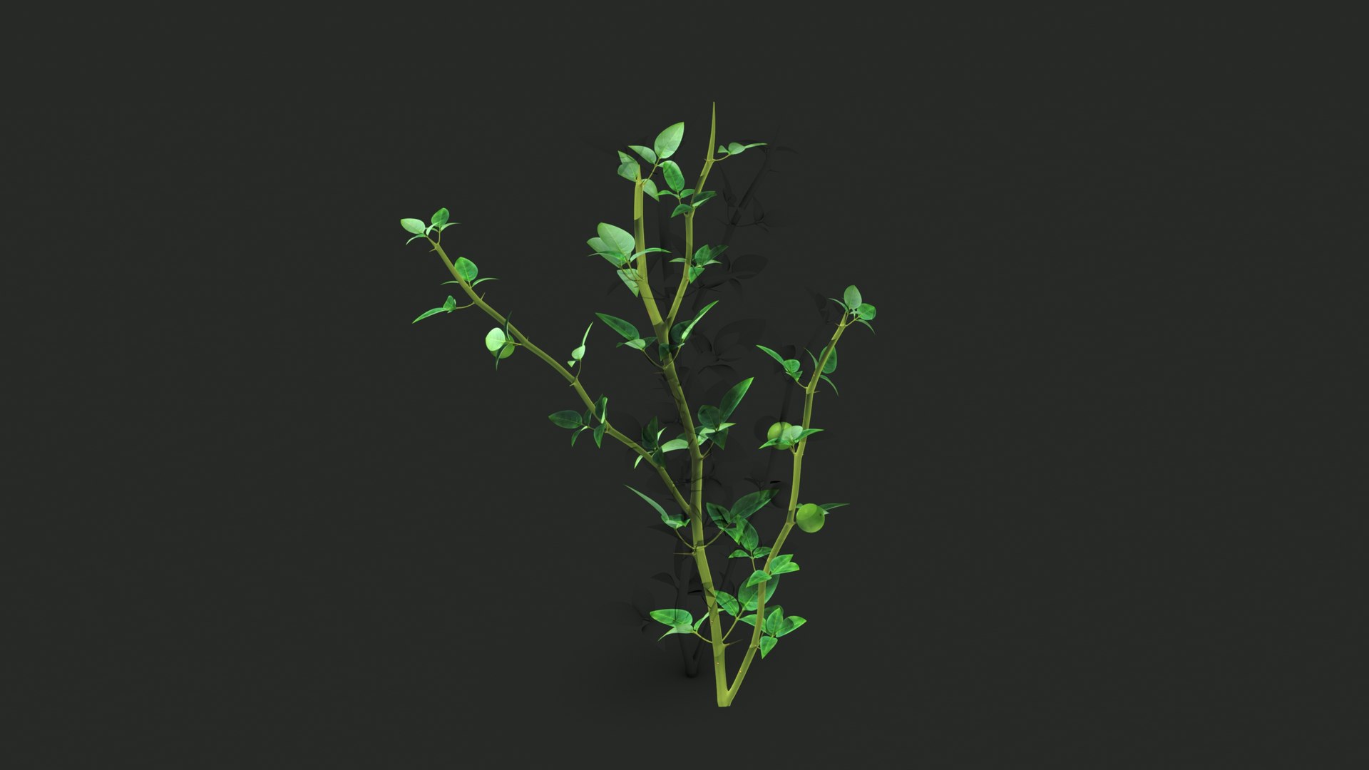 Indian Bael Plant 3D - TurboSquid 1790796