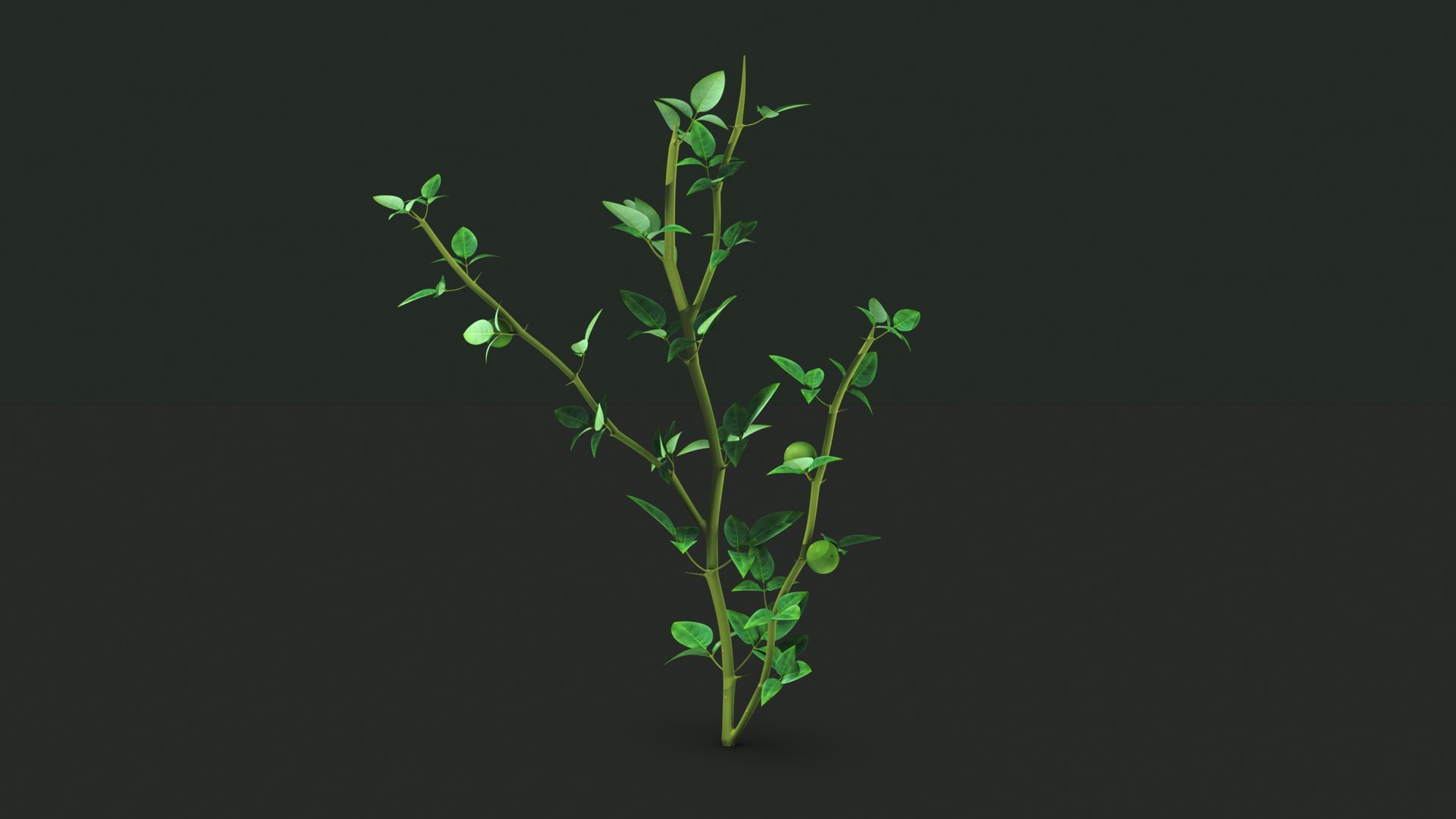 Indian Bael Plant 3D - TurboSquid 1790796