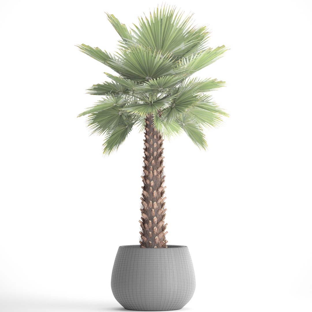 3D Palm Tree - TurboSquid 1165448