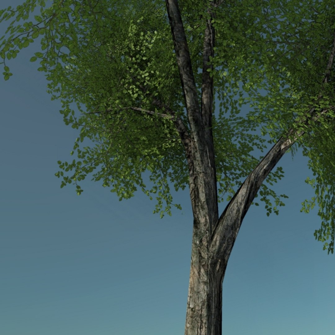 trees c4d